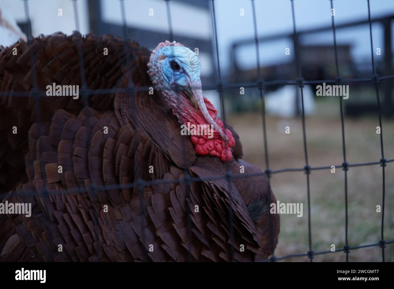 Animal peering hi-res stock photography and images - Alamy