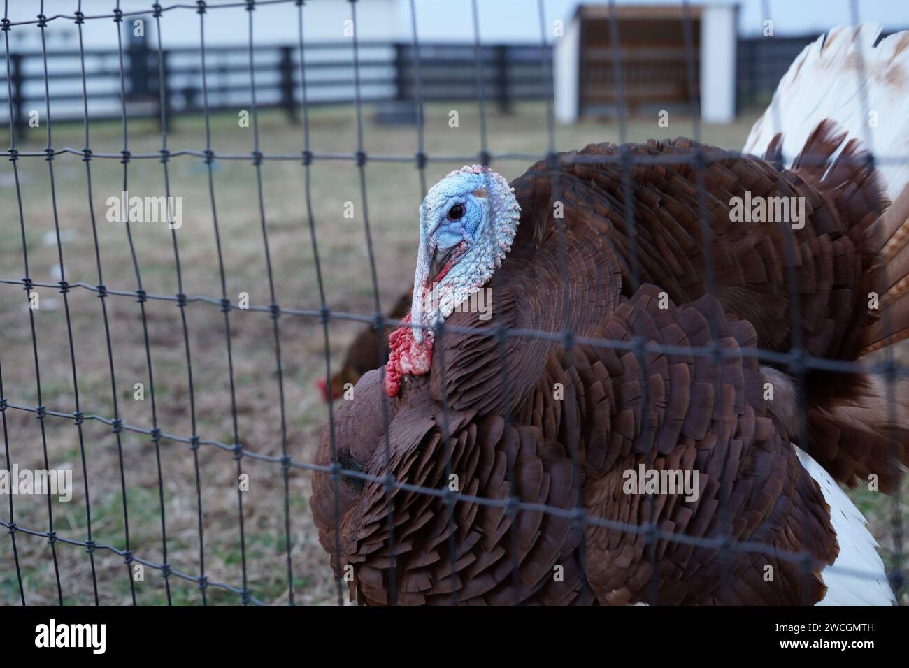 A close-up of a turkey peering curiously through a metal fence Stock ...