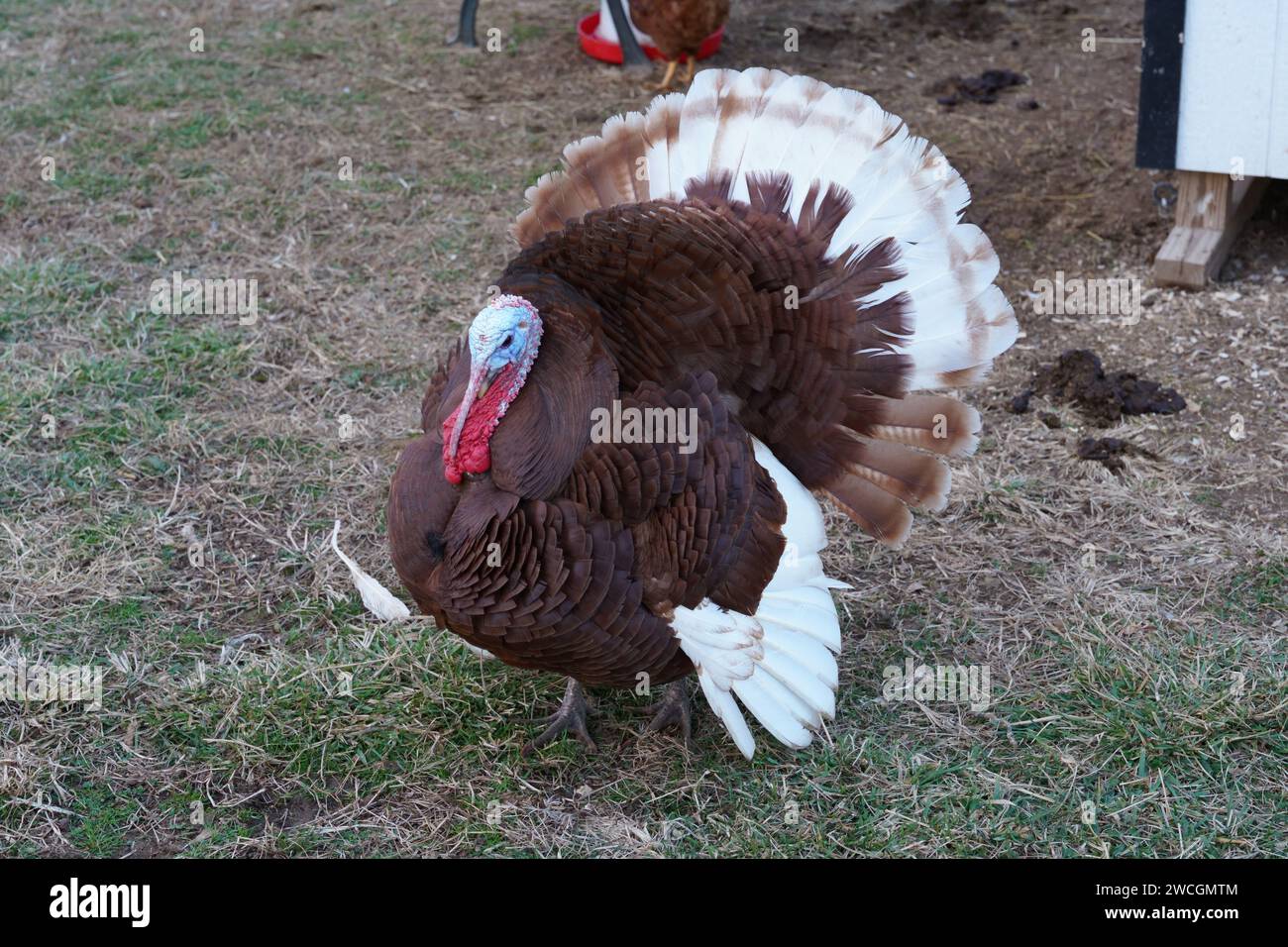 Discover curious find on grassy hi-res stock photography and images - Alamy