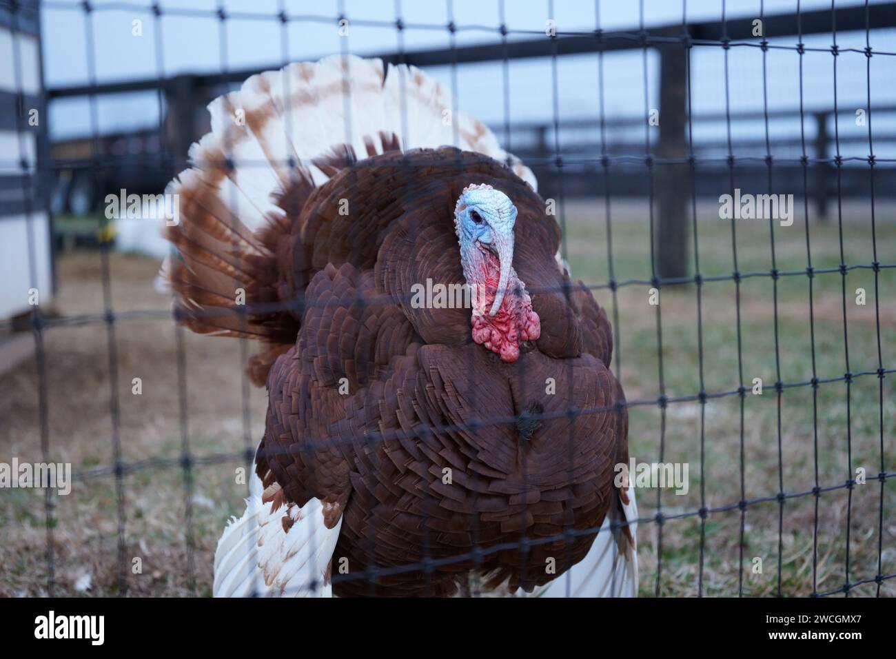 A close-up of a turkey peering curiously through a metal fence Stock ...