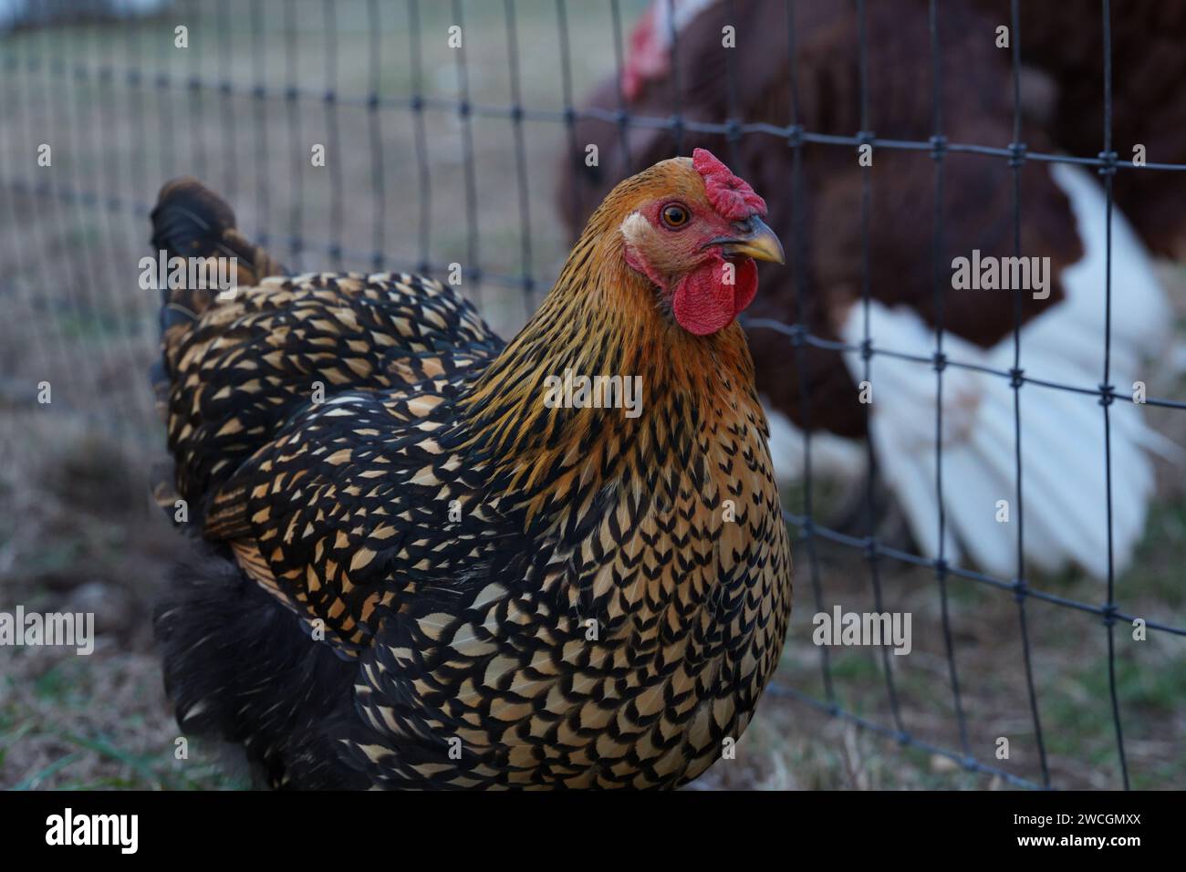 A close-up of a chicken standing near a farm fence Stock Photo - Alamy