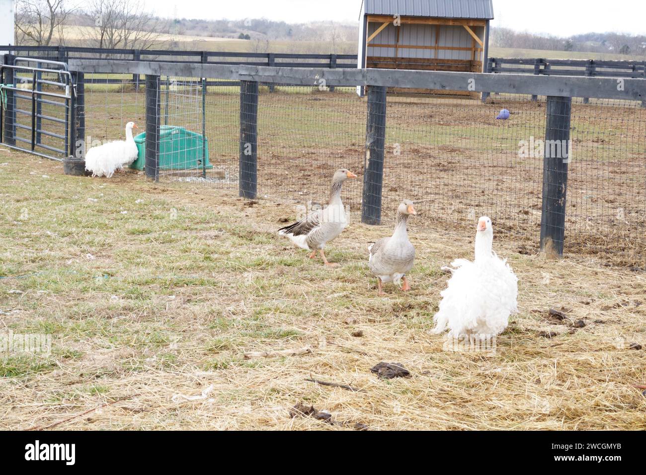 Duck in outdoor enclosure hi-res stock photography and images - Alamy