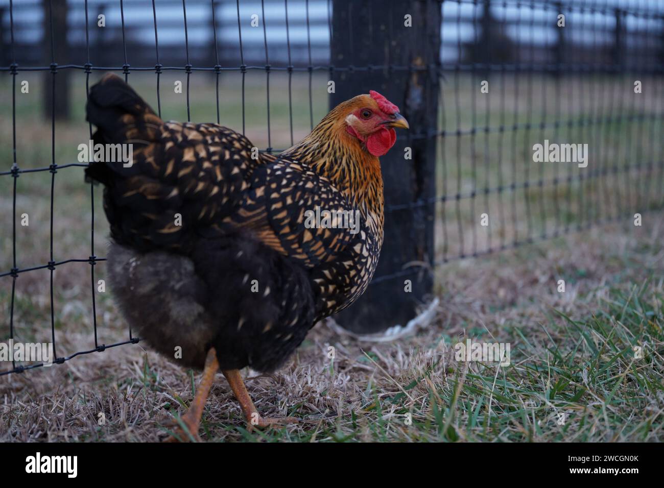 Close up chicken standing hi-res stock photography and images - Alamy