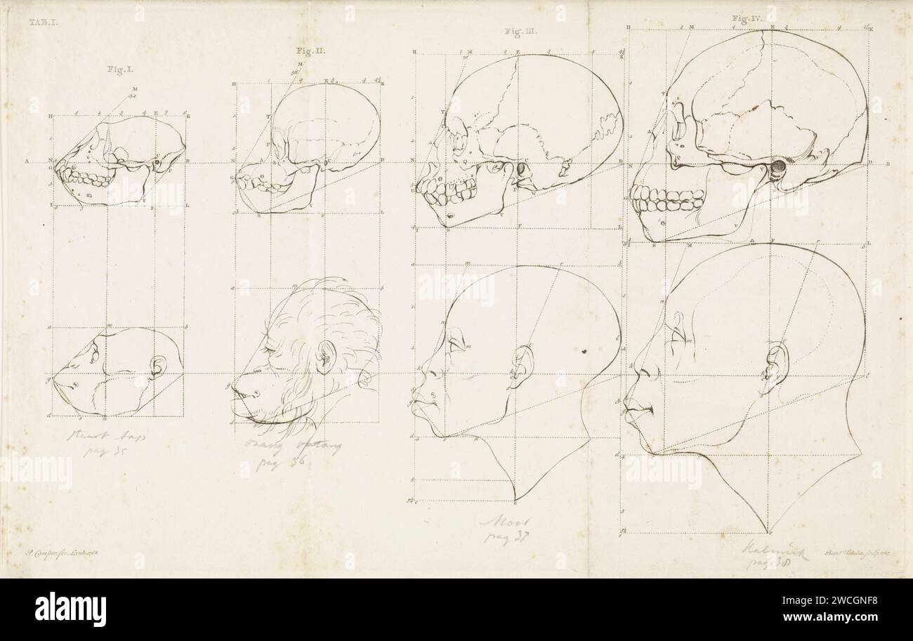 Skulls morphology hi-res stock photography and images - Alamy