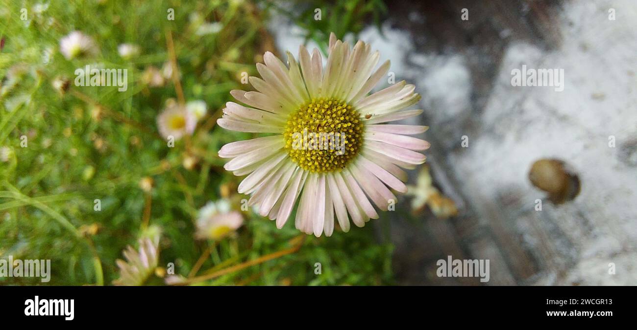 Spanish daisy hi-res stock photography and images - Alamy