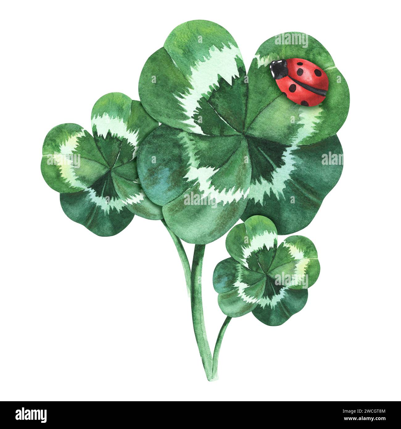 Four-leaf clover. Watercolor illustration isolated on white background ...