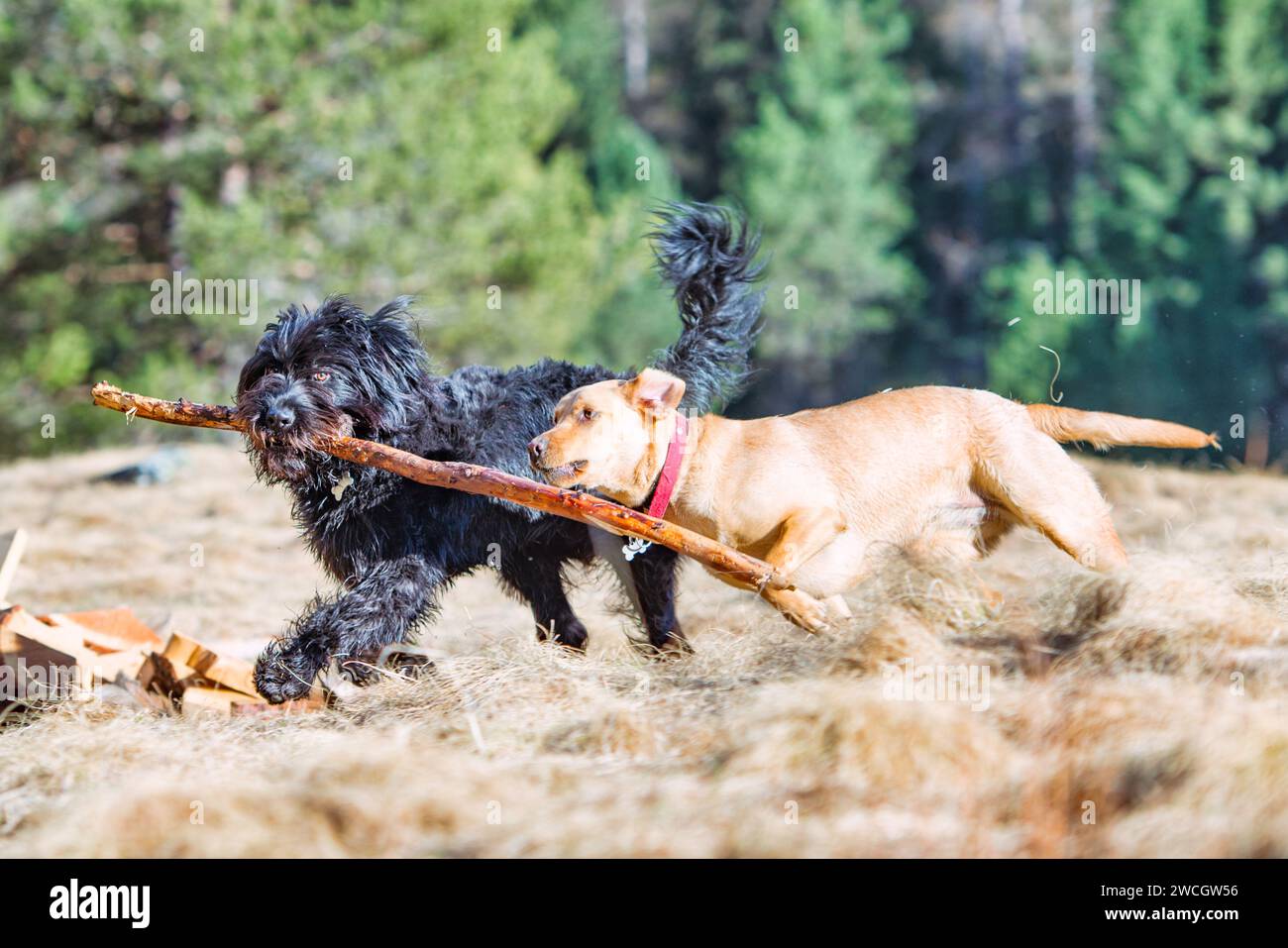 Female sitting at a stick hi-res stock photography and images - Alamy