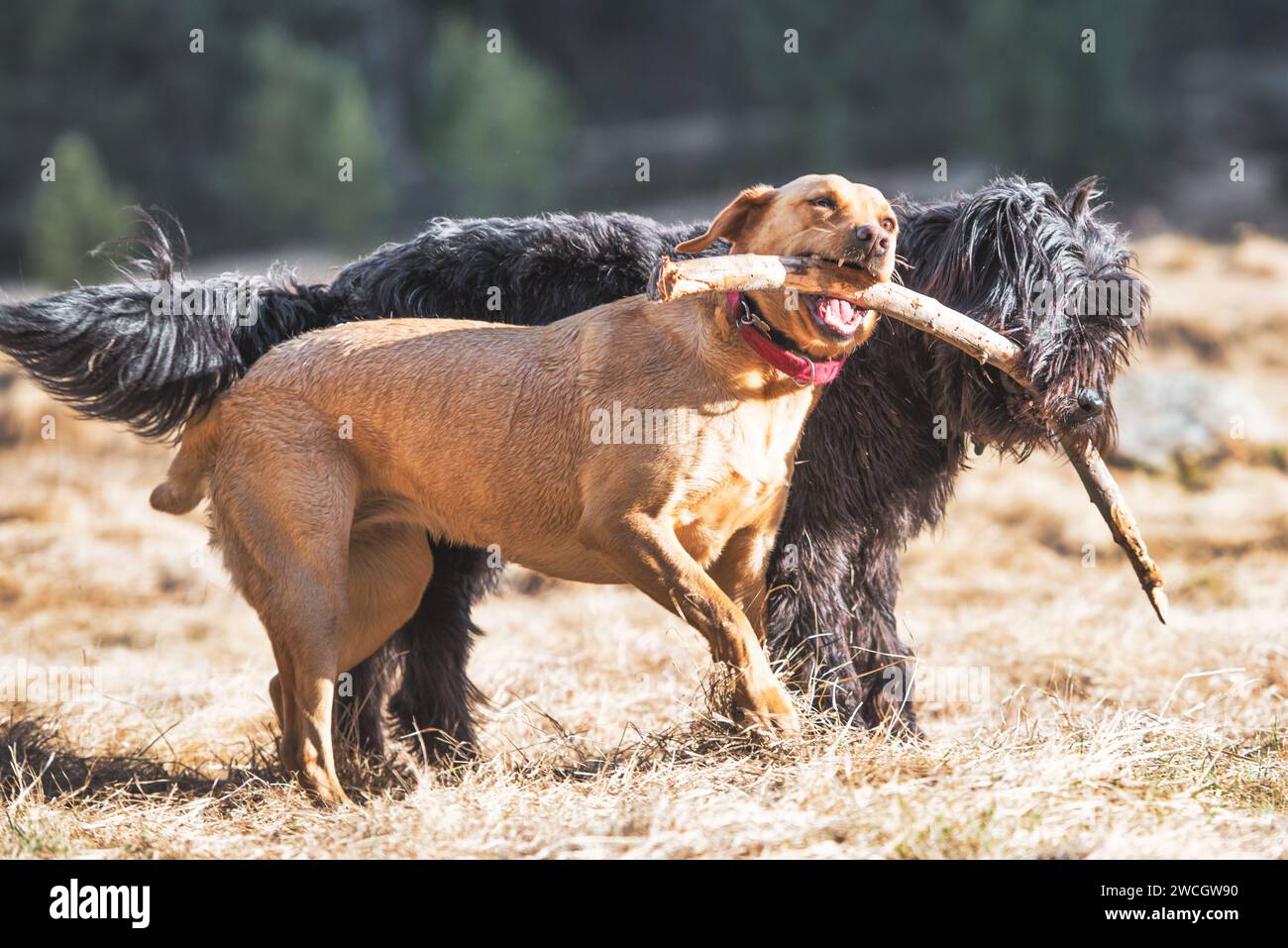 Bergamo shepherd dogs hi-res stock photography and images - Alamy