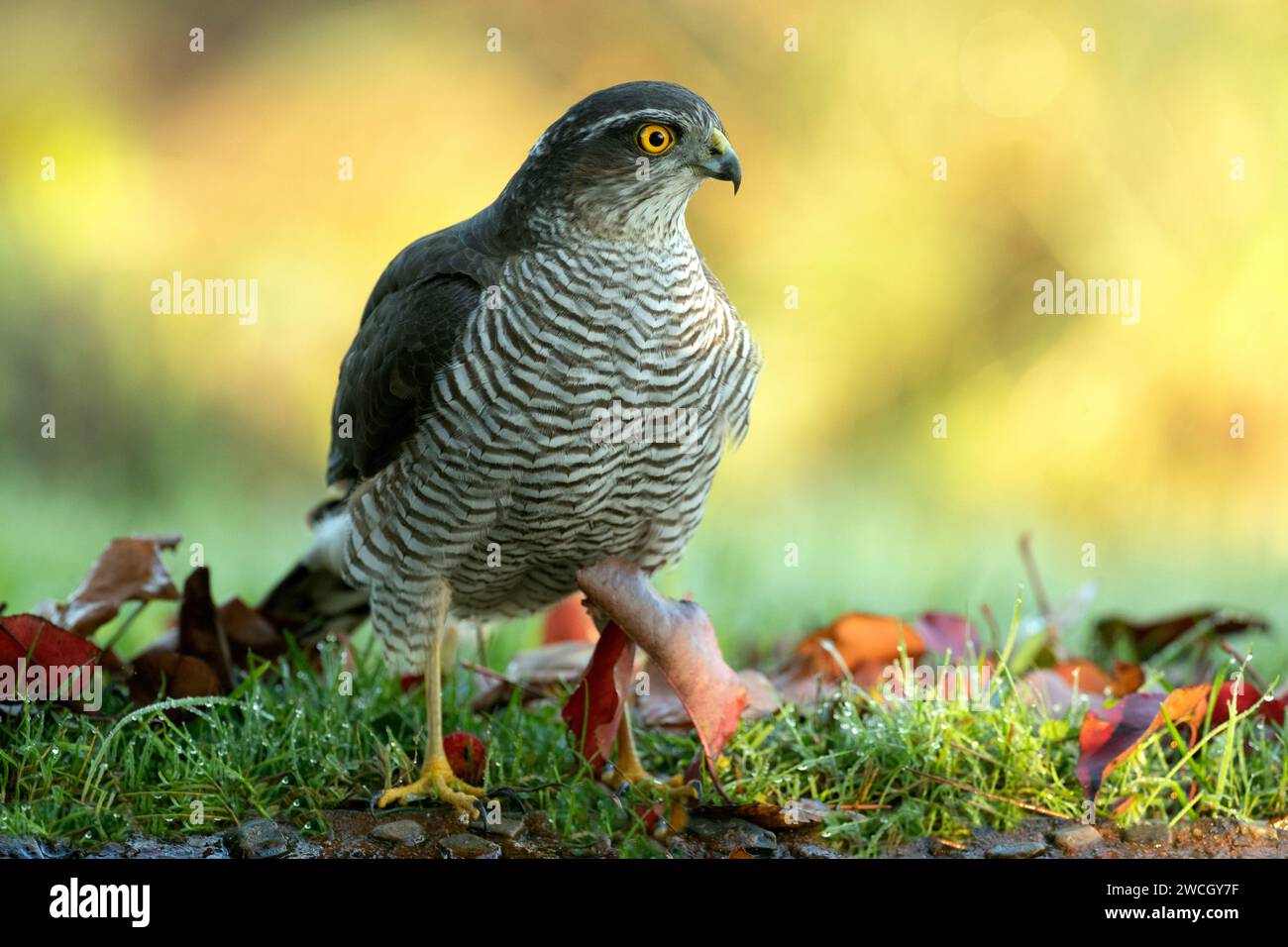 Adult female Eurasian sparrow hawk at a water point in a pine and oak ...
