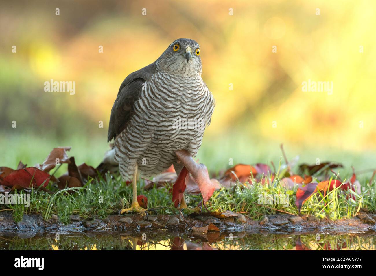 Adult female Eurasian sparrow hawk at a water point in a pine and oak ...