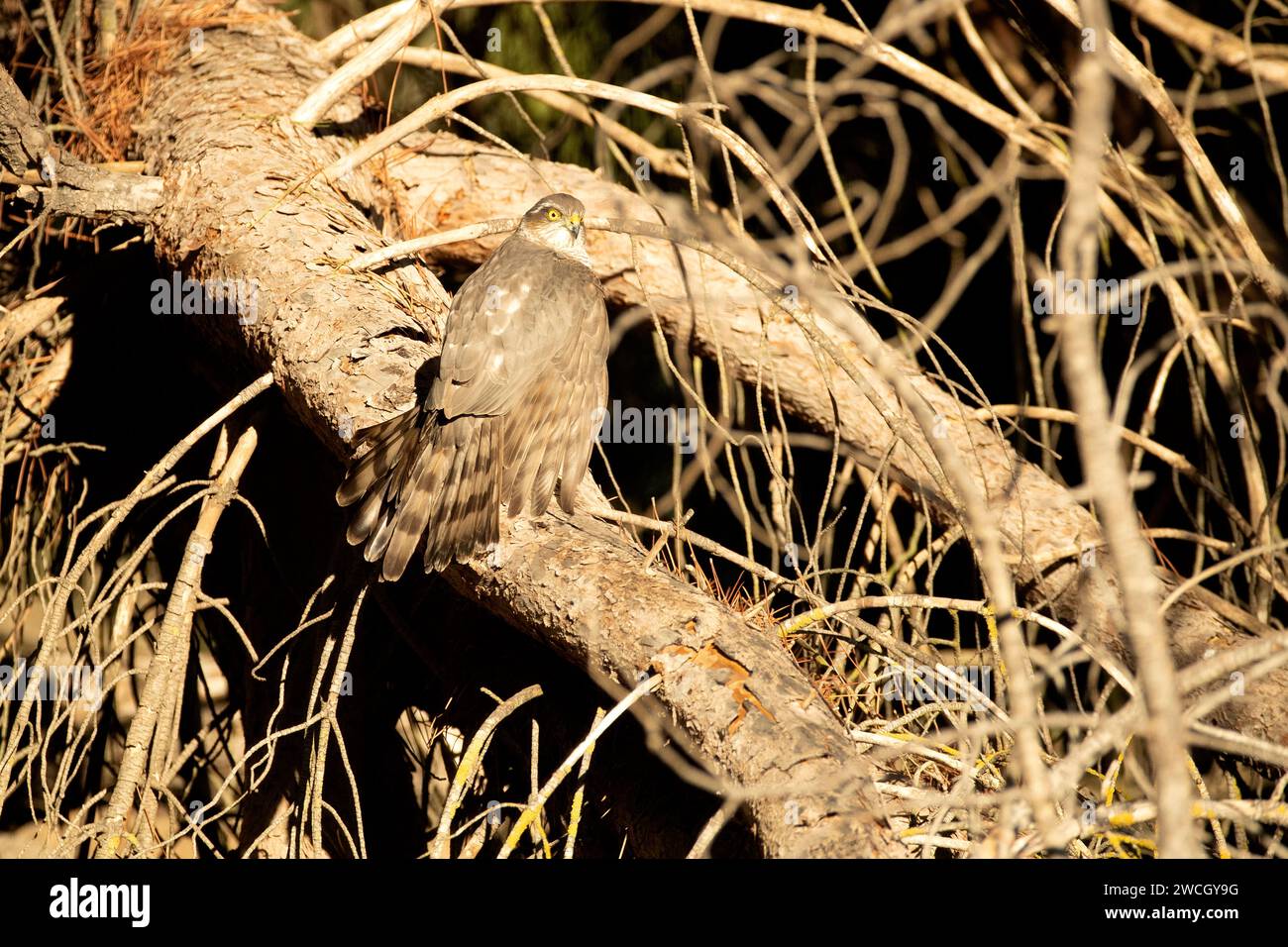 Adult female of Eurasian sparrow hawk drying her plumage after bathing ...