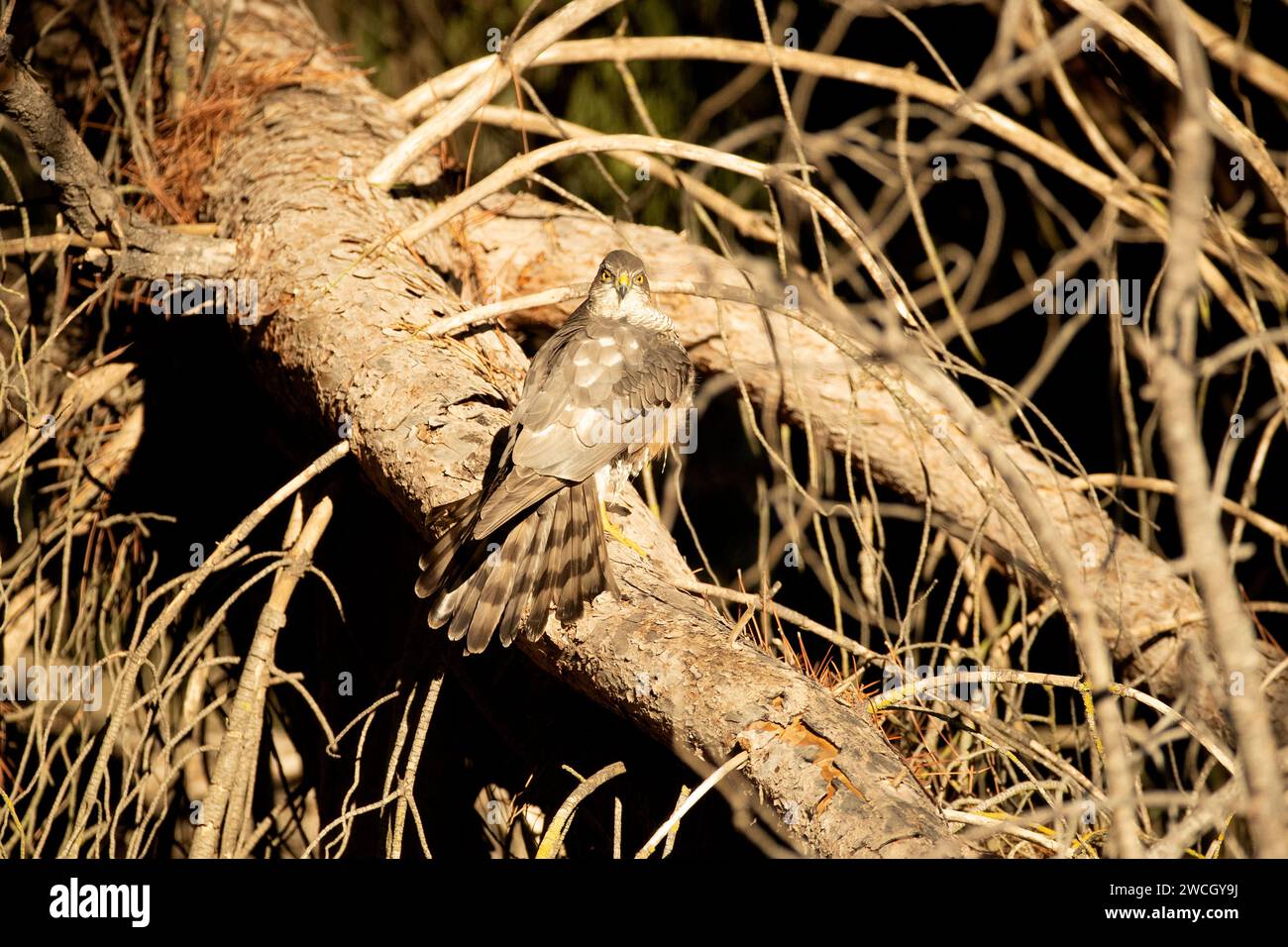Adult female of Eurasian sparrow hawk drying her plumage after bathing ...