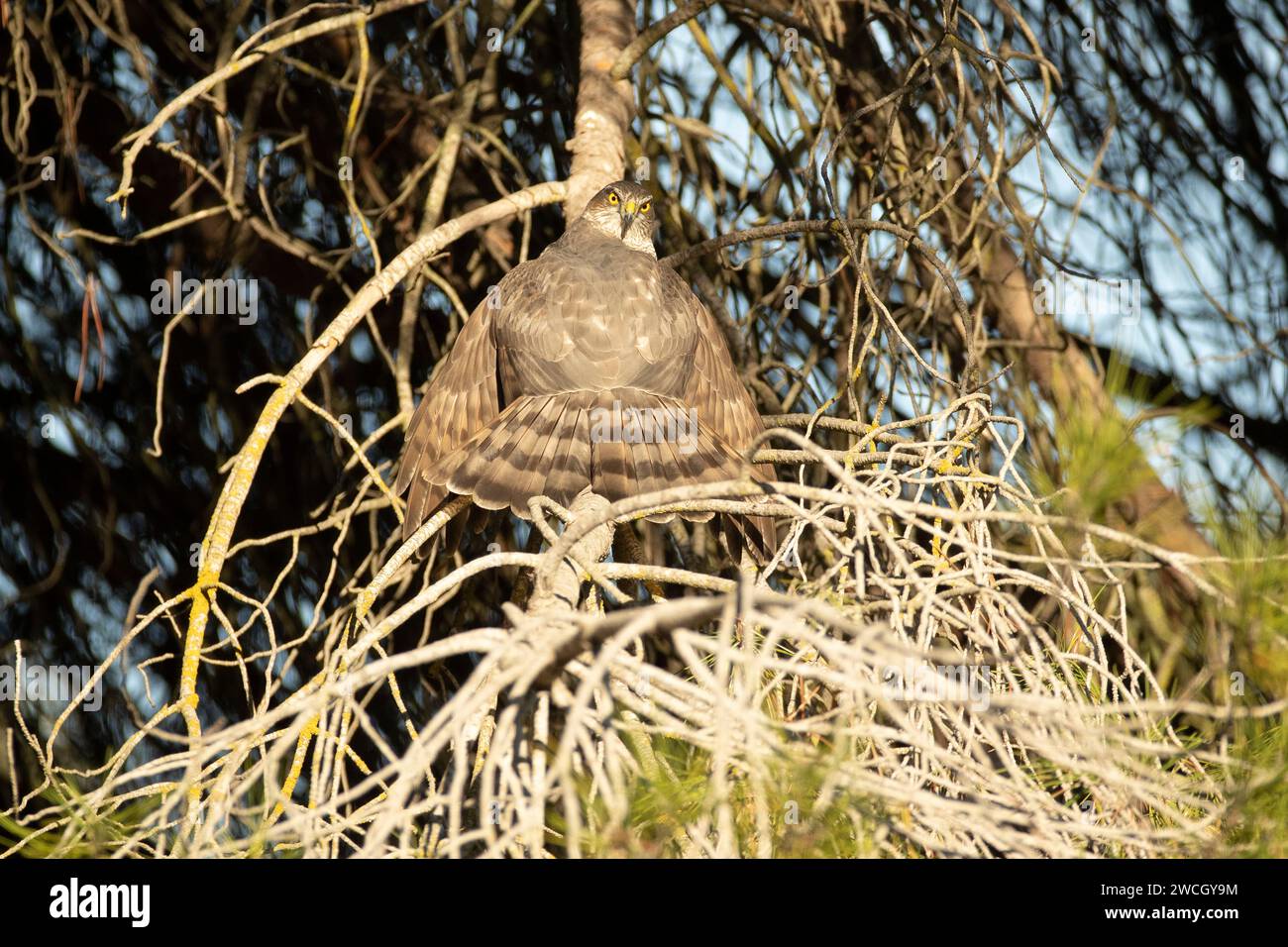 Adult female of Eurasian sparrow hawk drying her plumage after bathing ...