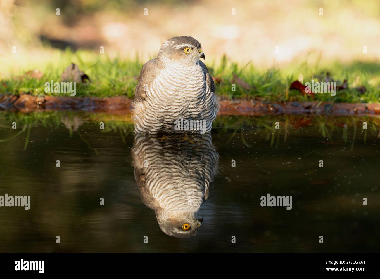 Adult female Eurasian sparrow hawk at a water point in a pine and oak ...
