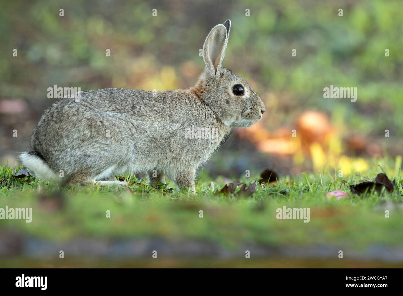 common rabbit eating grass in autumn in an oak forest with the first ...