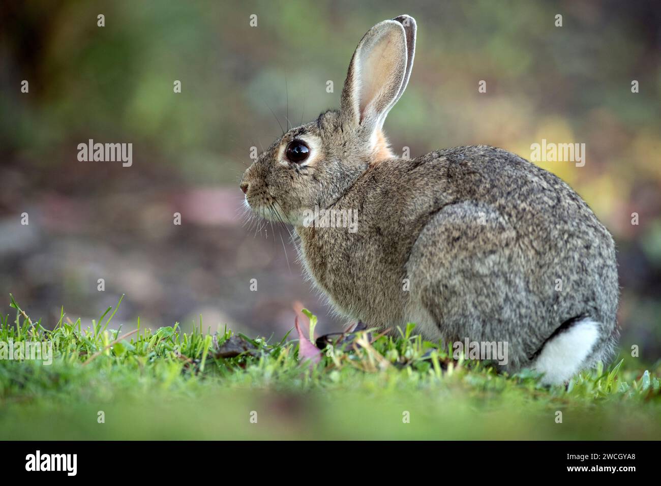 common rabbit eating grass in autumn in an oak forest with the first ...