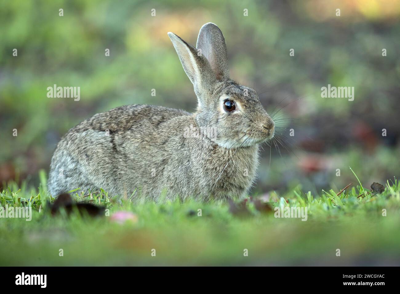 common rabbit eating grass in autumn in an oak forest with the first ...