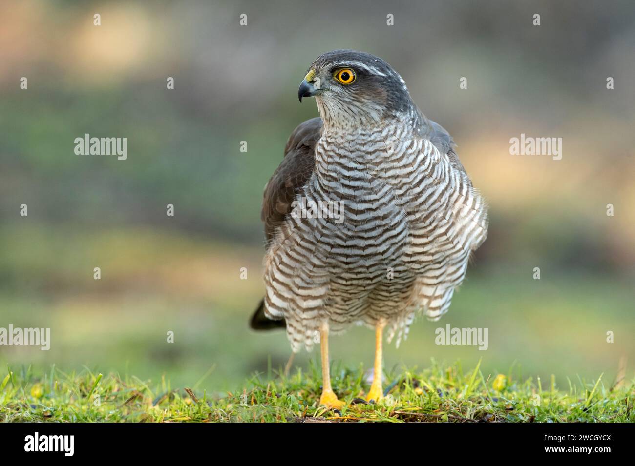 Adult female Eurasian sparrow hawk at a water point in a pine and oak ...