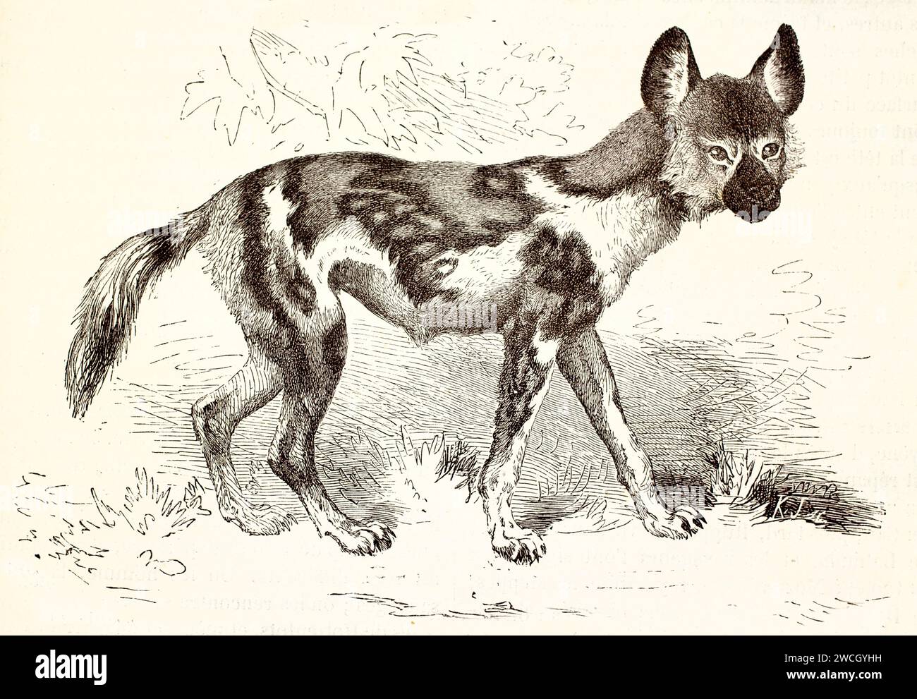 Vintage hunting dog painting hi-res stock photography and images - Alamy