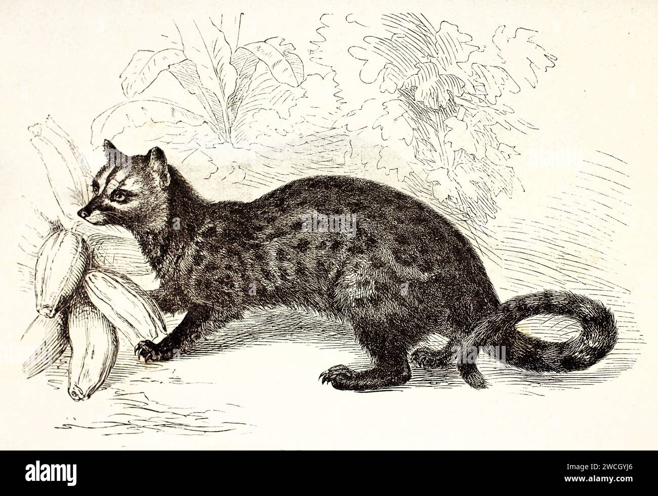 Civet profile hi-res stock photography and images - Alamy