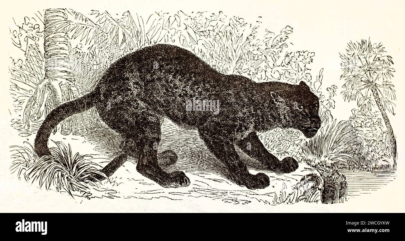 Old engraved illustratio of black panther. Created by Kertschmer ...