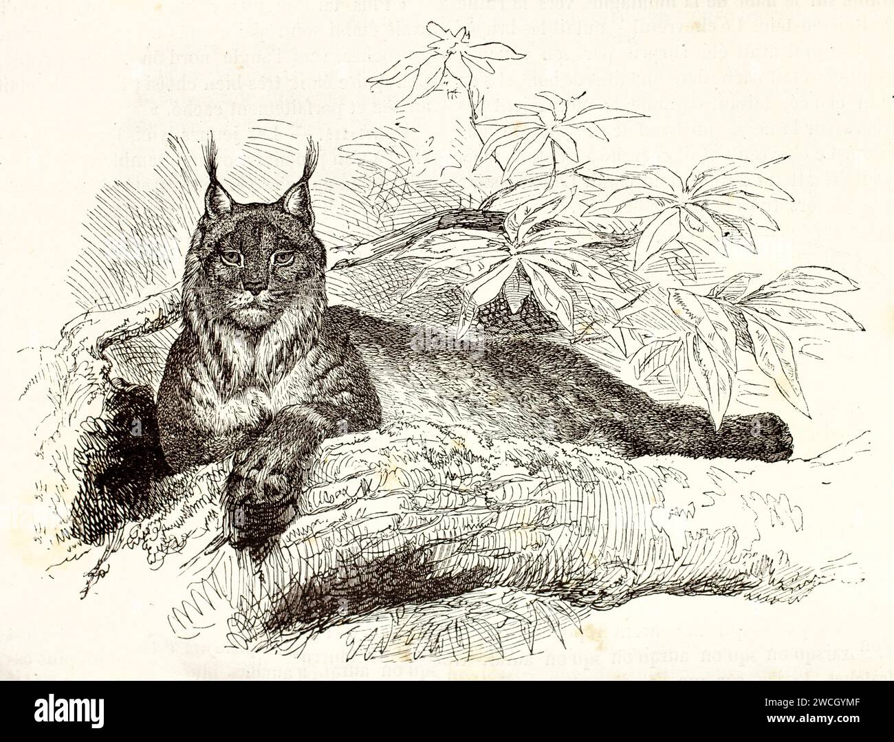 Illustration of lynx hi-res stock photography and images - Alamy