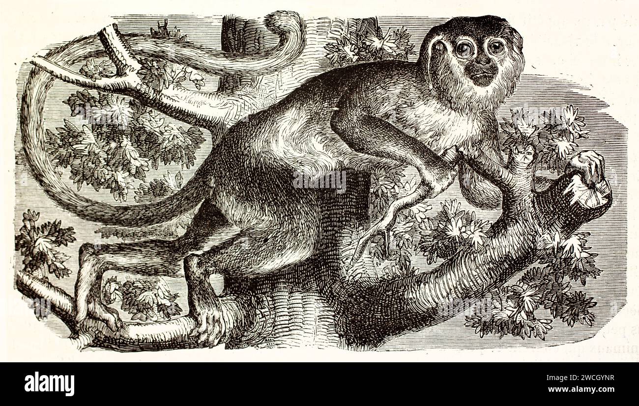 Old engraved illustration of Collared titi monkey on a tree. Created by ...