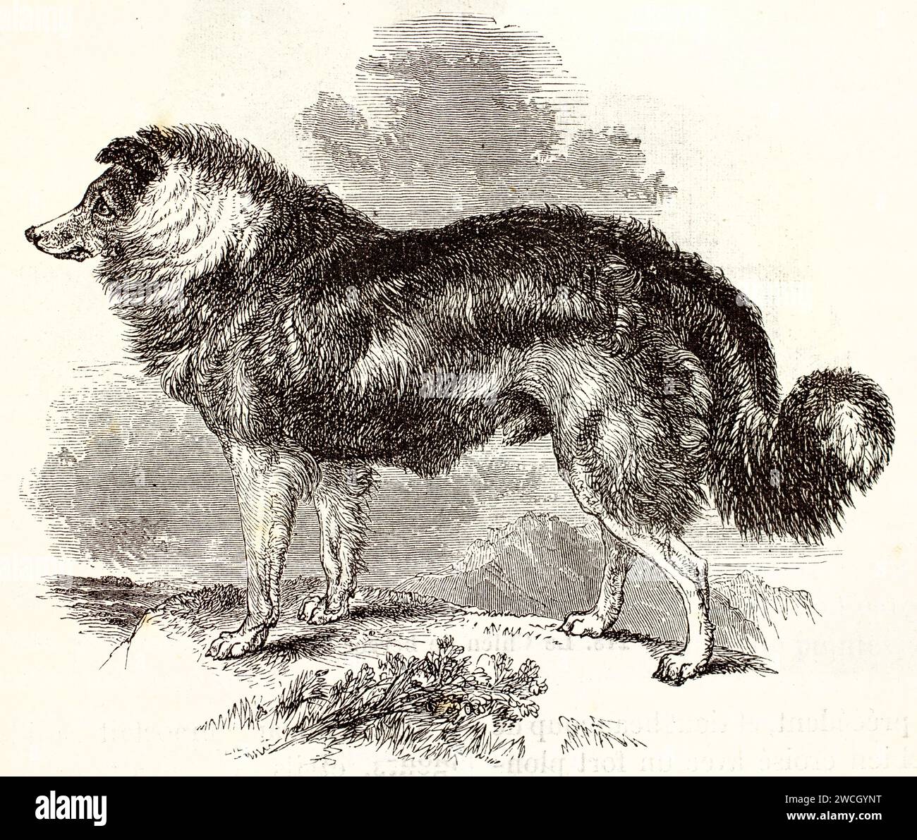 Border collie ancestor hi-res stock photography and images - Alamy