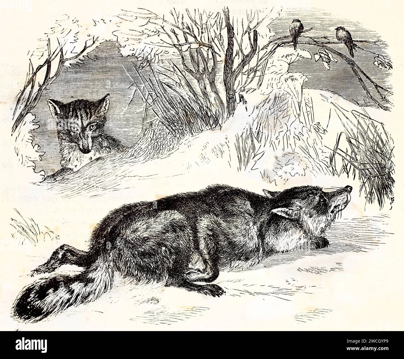 Corsac fox (Vulpes corsac) hunting birds in stealthy ambush. Expressive ...