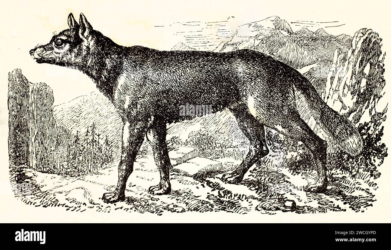 Old 1878 engraving of a coyote in profile on a mountain at night ...