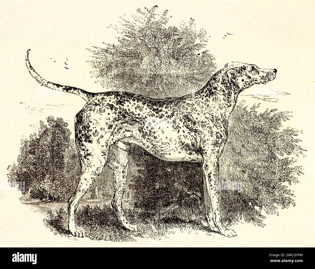 Dalmatian dog in outdoor setting. Strong, muscular posture shown in ...