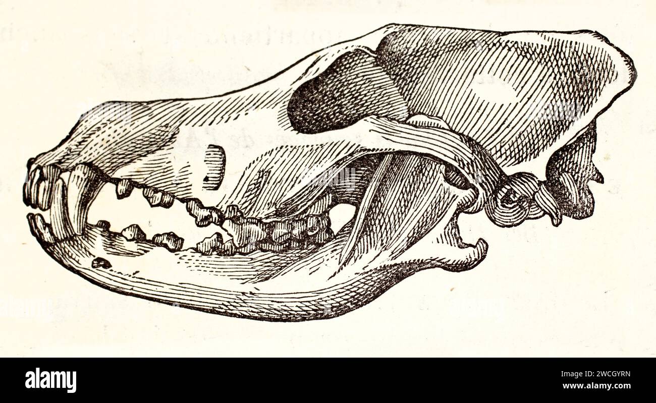Dingo skull (Canis lupus dingo) in perfect profile, anatomical ...