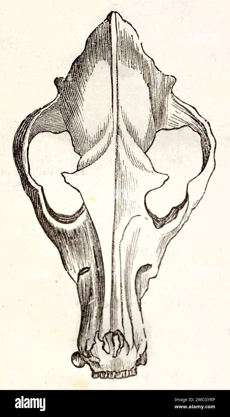 Old engraved illustration of Dingo skull (view from above). By unknown ...
