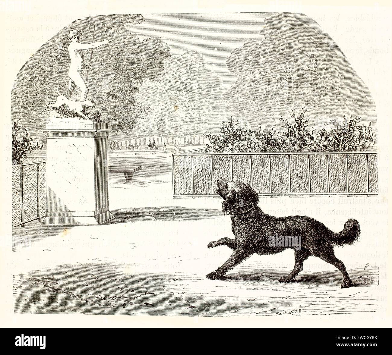 Dog barking at classical statue in public garden. Expressive 1878 ...
