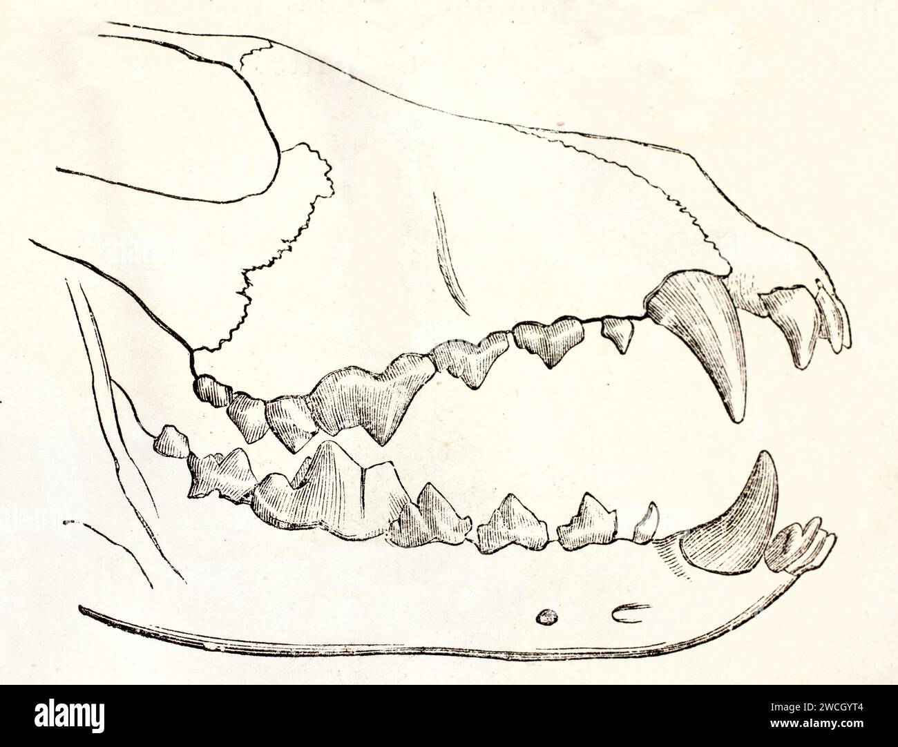 Dog jaw and teeth detailed in profile, focusing on dentition. 1878 ...