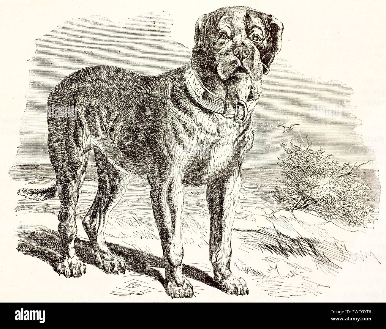 Silhouette rocky dog hi-res stock photography and images - Alamy