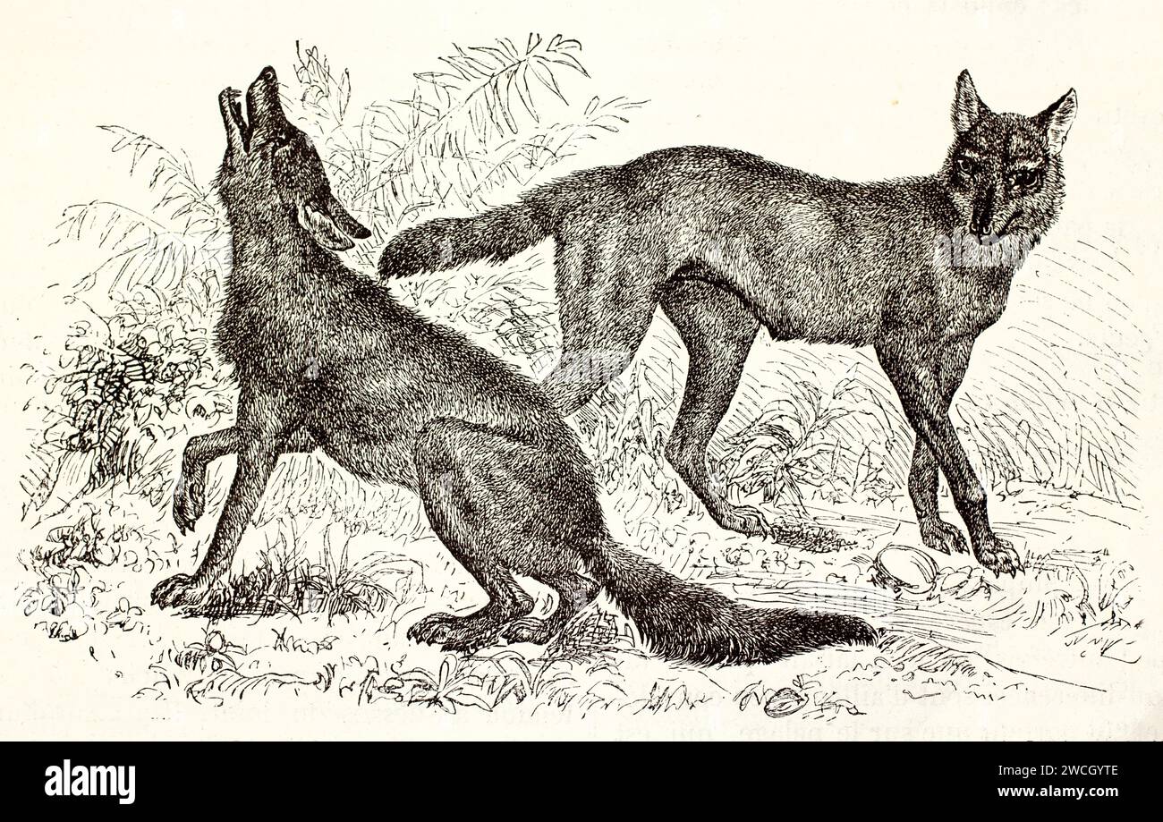 Old engraving of two Egyptian wolves (Canis anthus lupaster) in wild ...