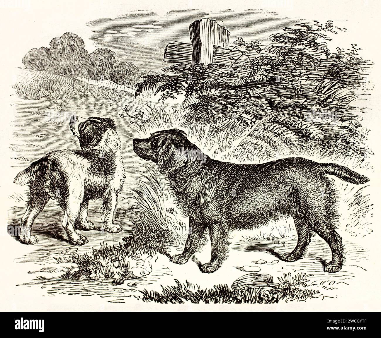 English gun dog painting hi-res stock photography and images - Alamy