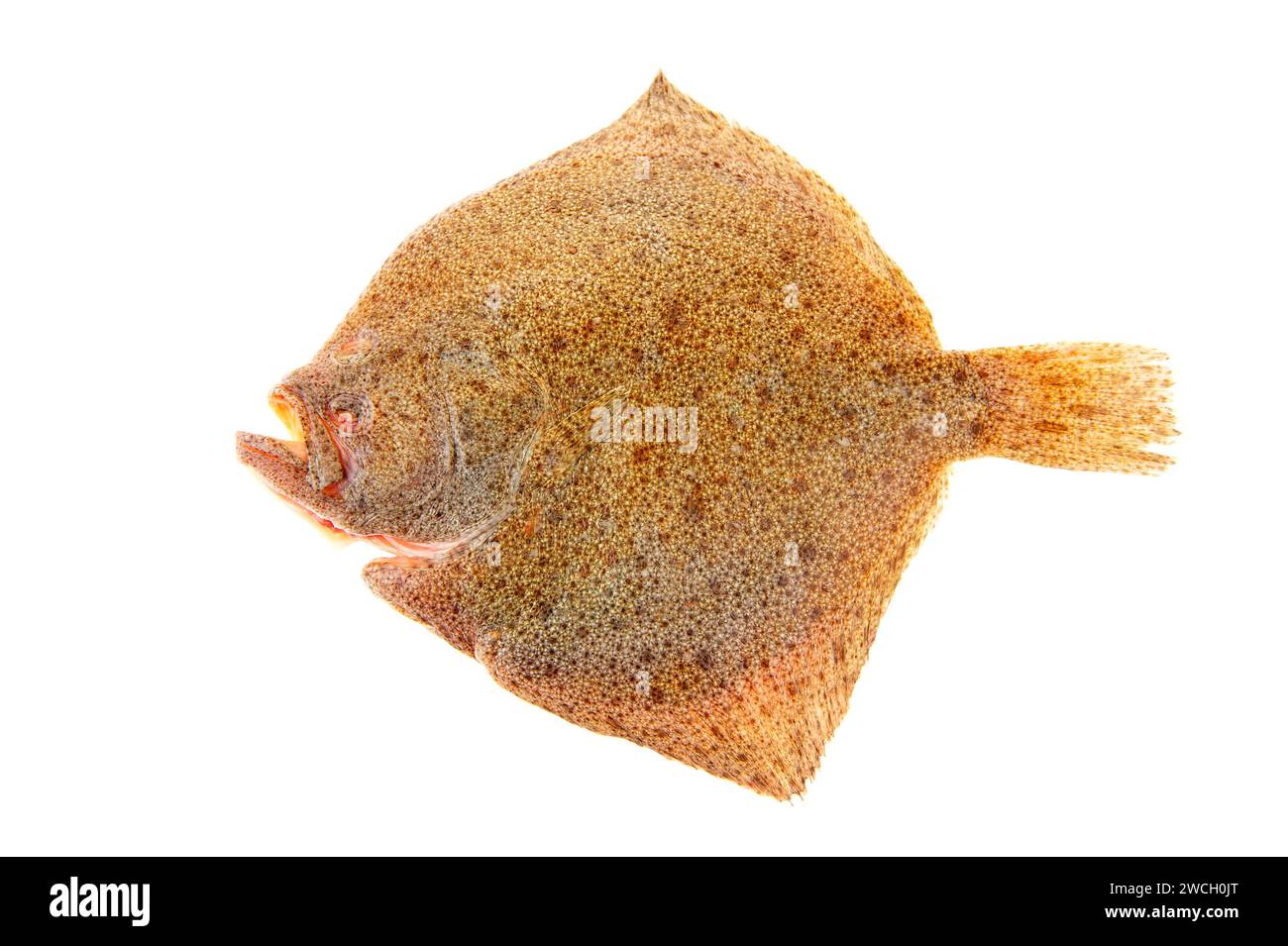 The flounder isolated on a white background Stock Photo - Alamy