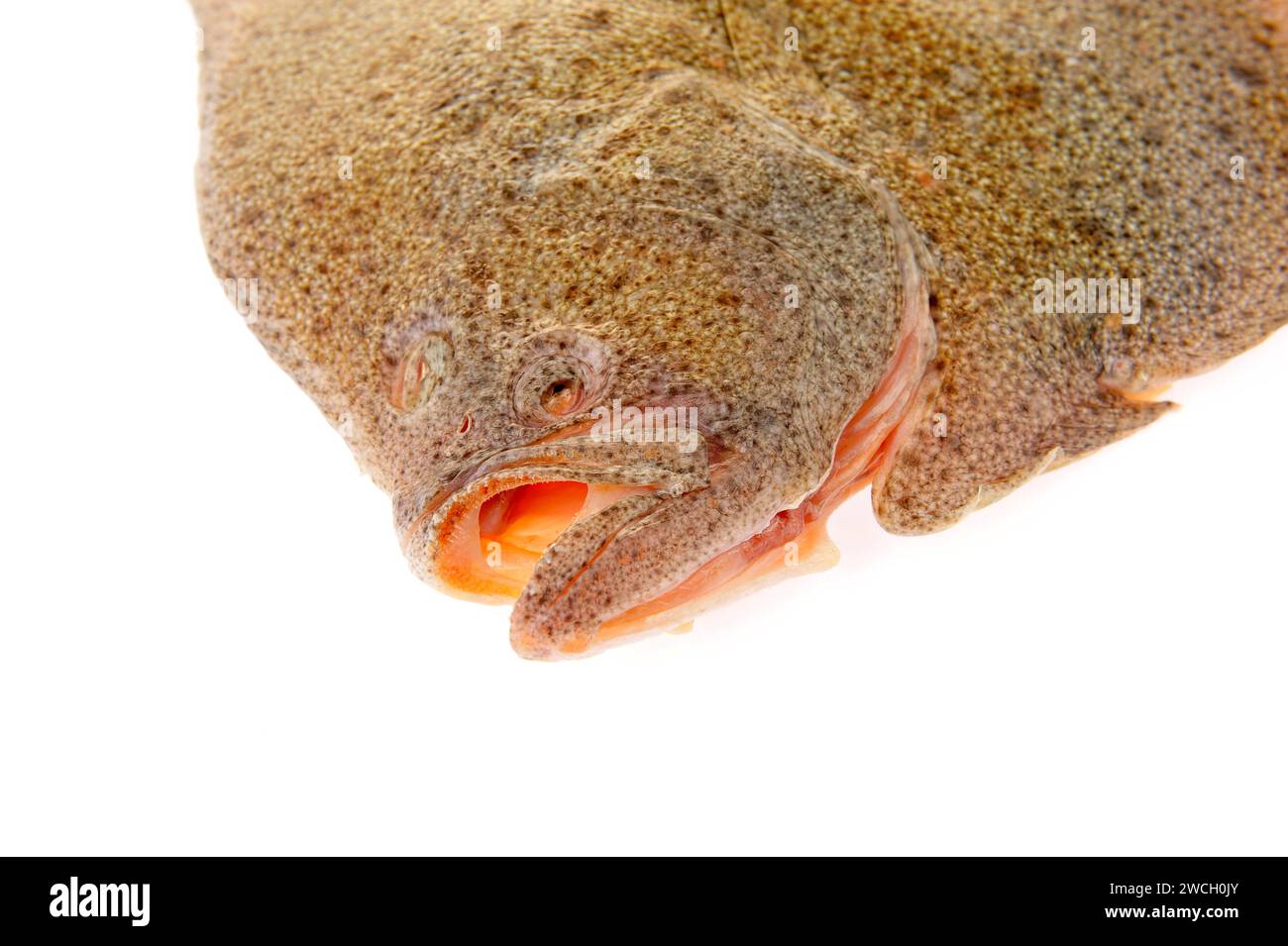 The flounder isolated on a white background Stock Photo - Alamy
