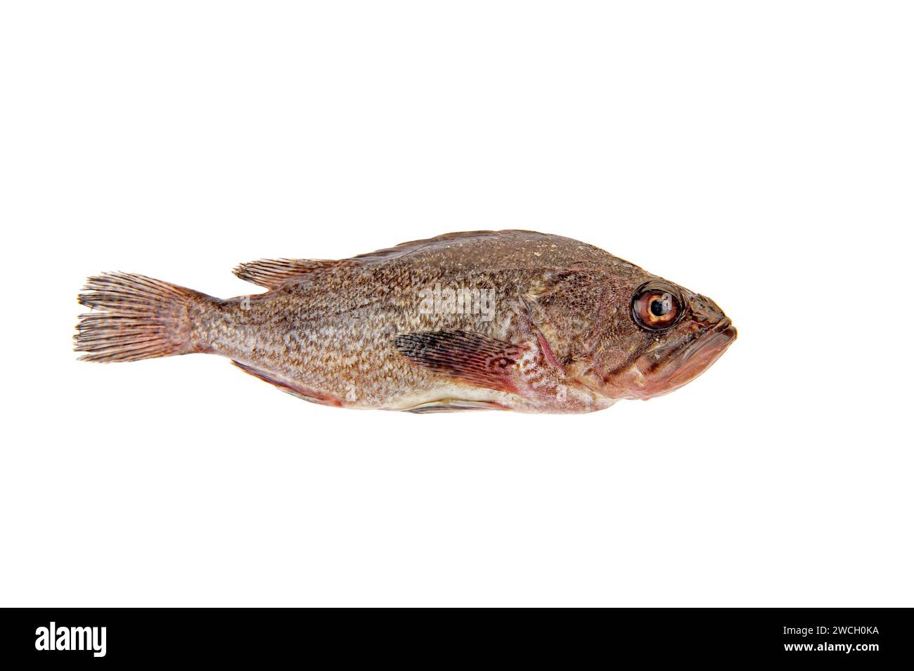 Fresh grouper in a white background Stock Photo - Alamy