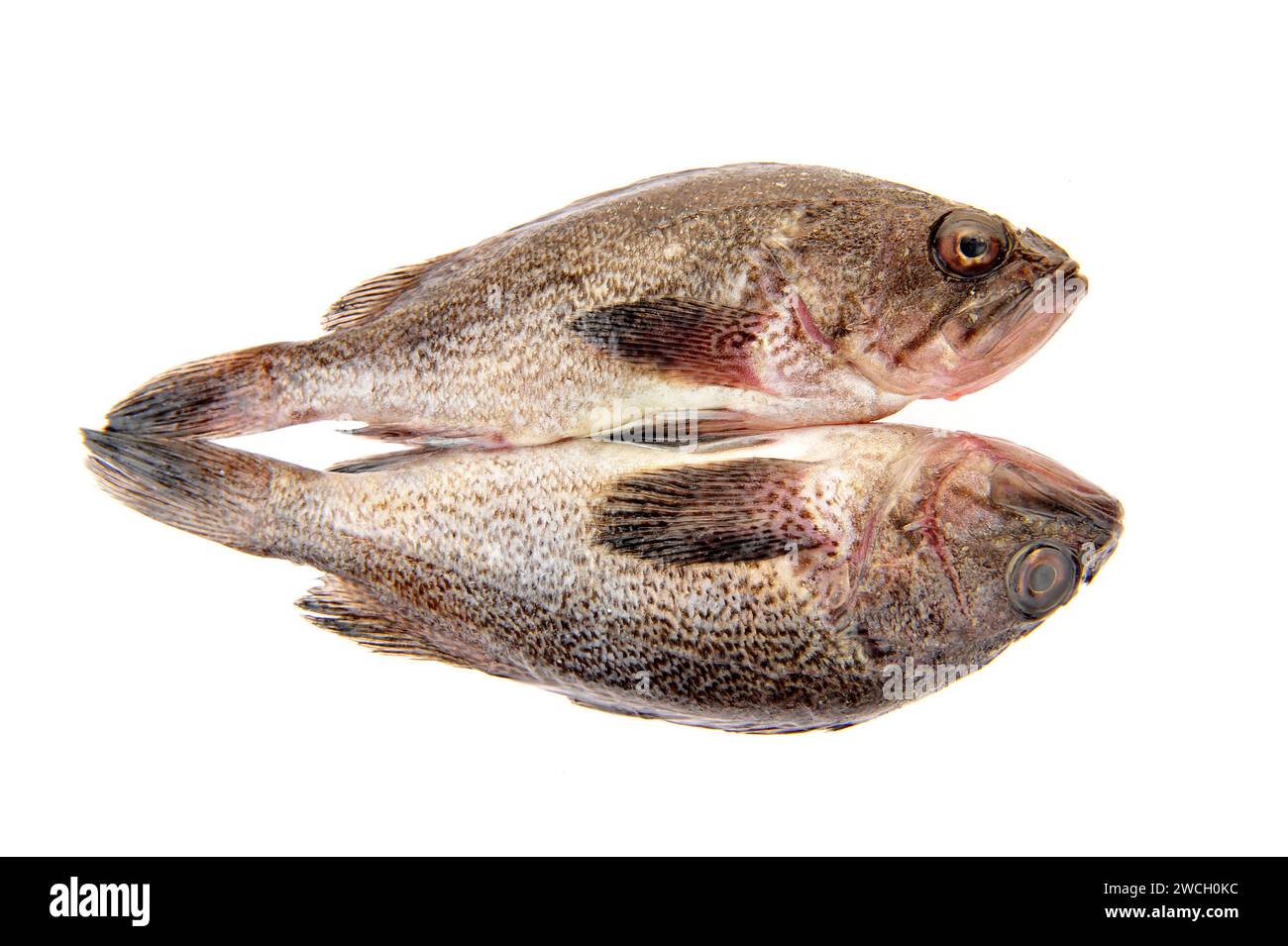 Fresh grouper in a white background Stock Photo - Alamy