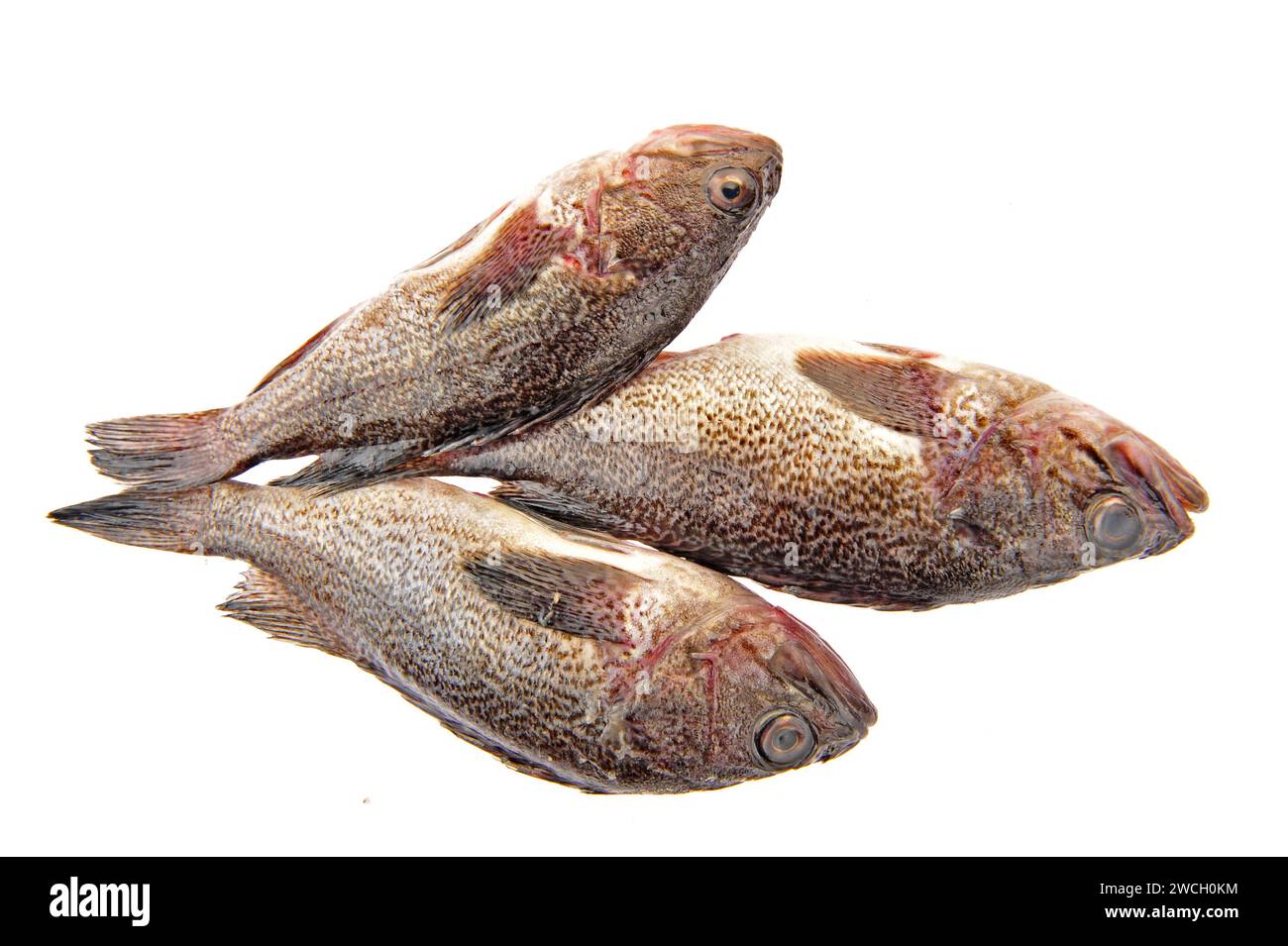 Fresh grouper in a white background Stock Photo - Alamy