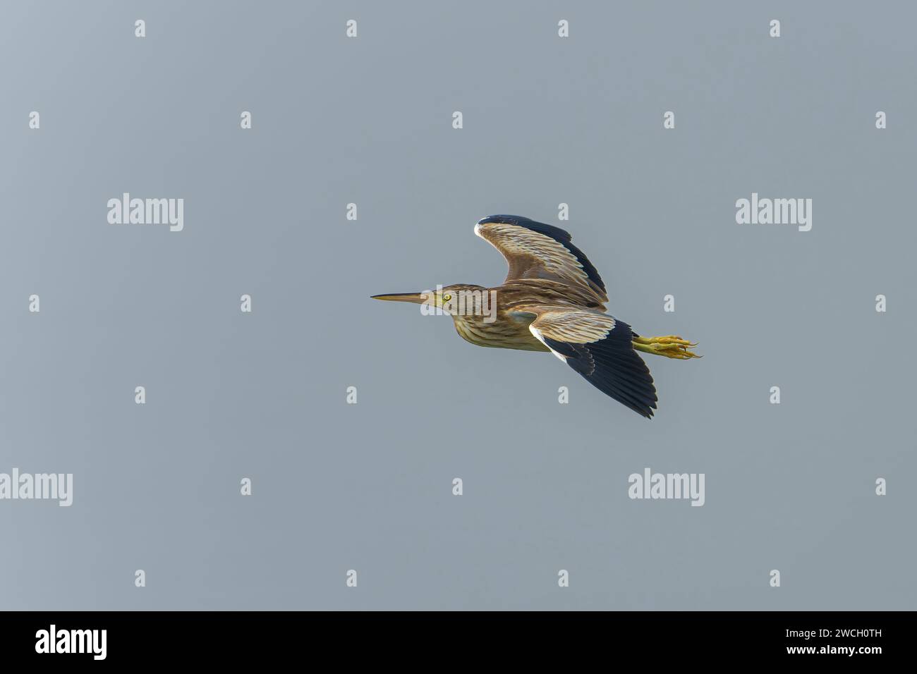 Yellow Bittern (Ixobrychus sinensis) flying in Taiwan Stock Photo - Alamy
