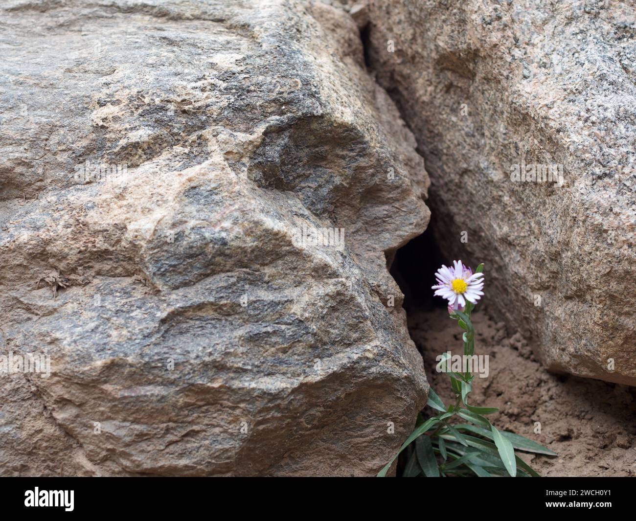 A flower blooming beside a large rock in an arid landscape Stock Photo ...