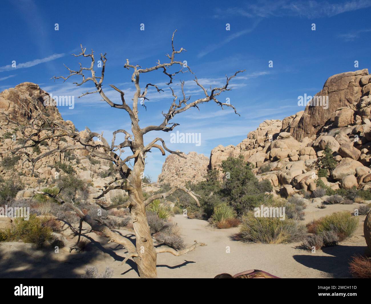 A scenic view of a desert landscape with desert flora and unique rock ...