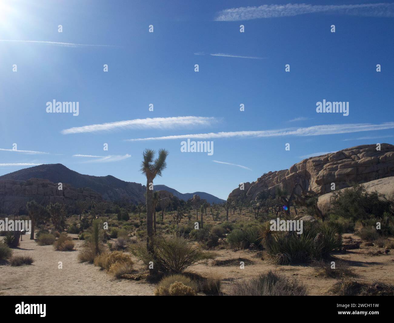 A scenic view of a desert landscape with desert flora and unique rock ...
