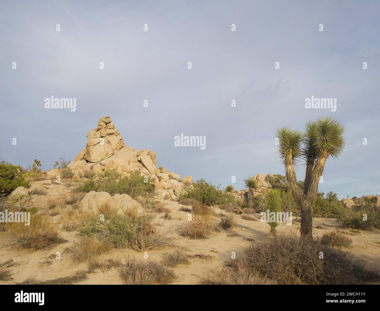 A scenic view of the vast expanse of a desert landscape with rocks in ...