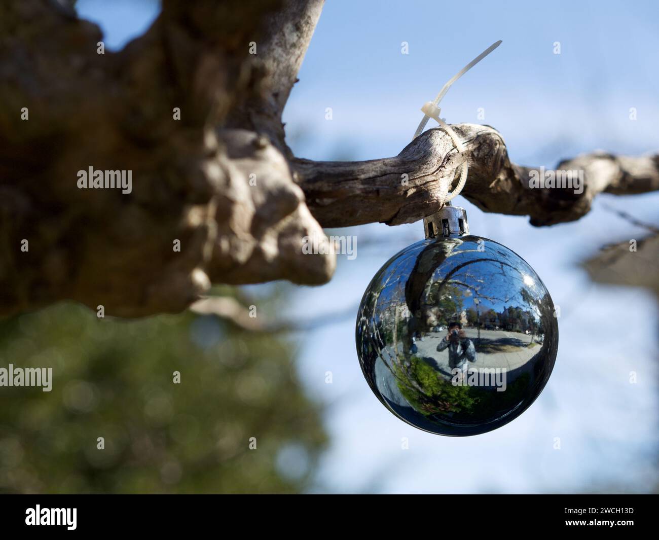 A Christmas ornament adorning a tree branch, delicately hanging from a ...