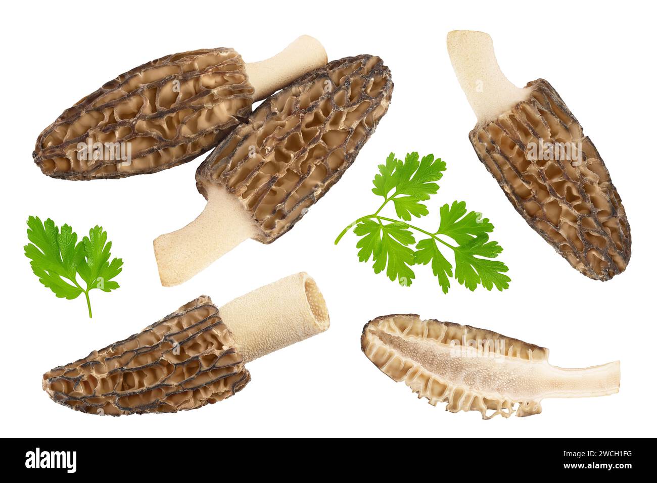 raw morel mushroom isolated on white background with full depth of ...